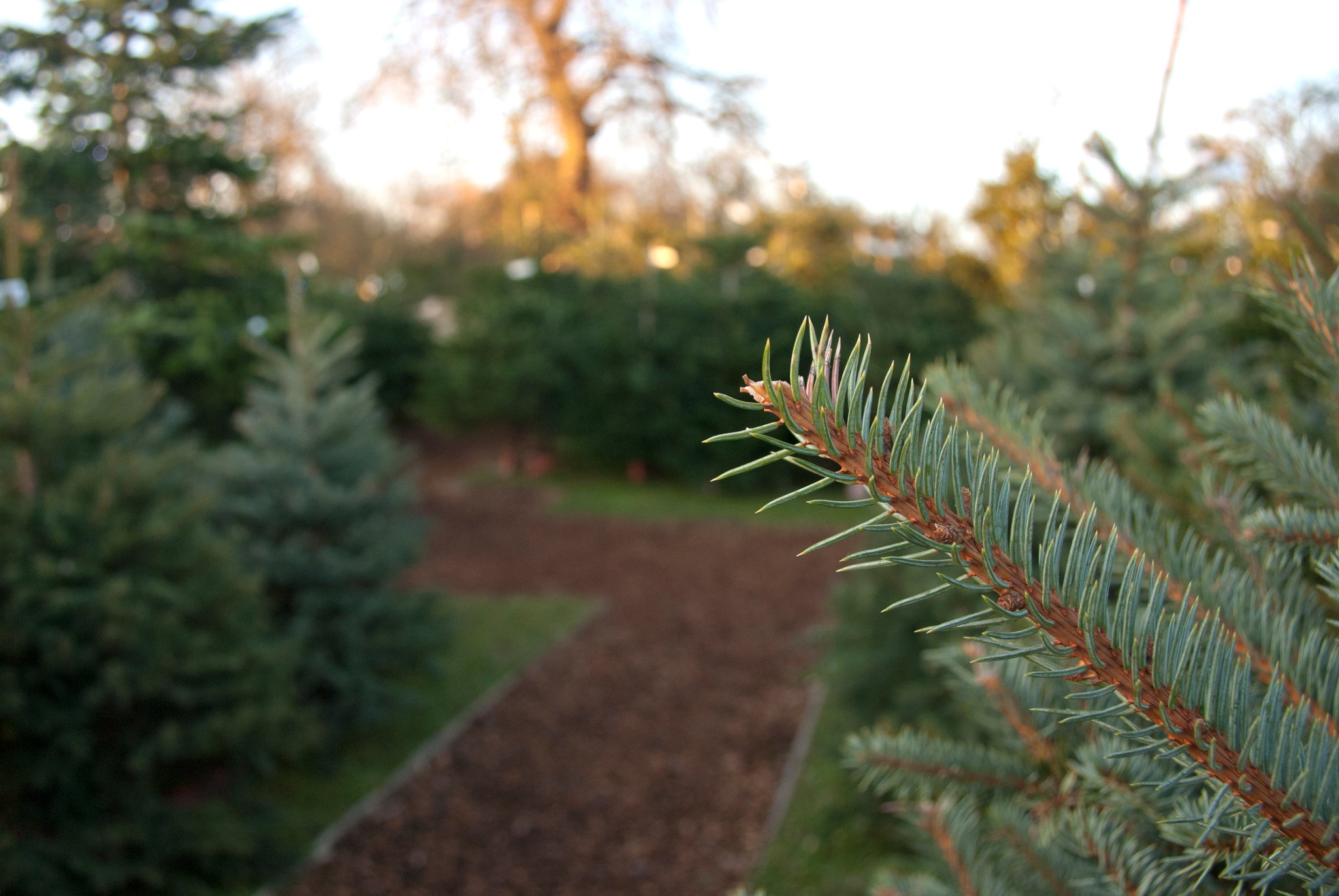Stagsden Christmas Trees, Shop and Decorations